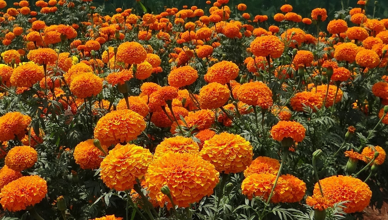 MARIGOLD – The Symbol of Divine Protection - Tina Ki Duniya