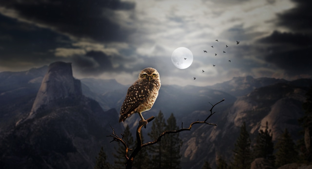 OWL – The Bird of Wisdom and Clarity - Tina Ki Duniya